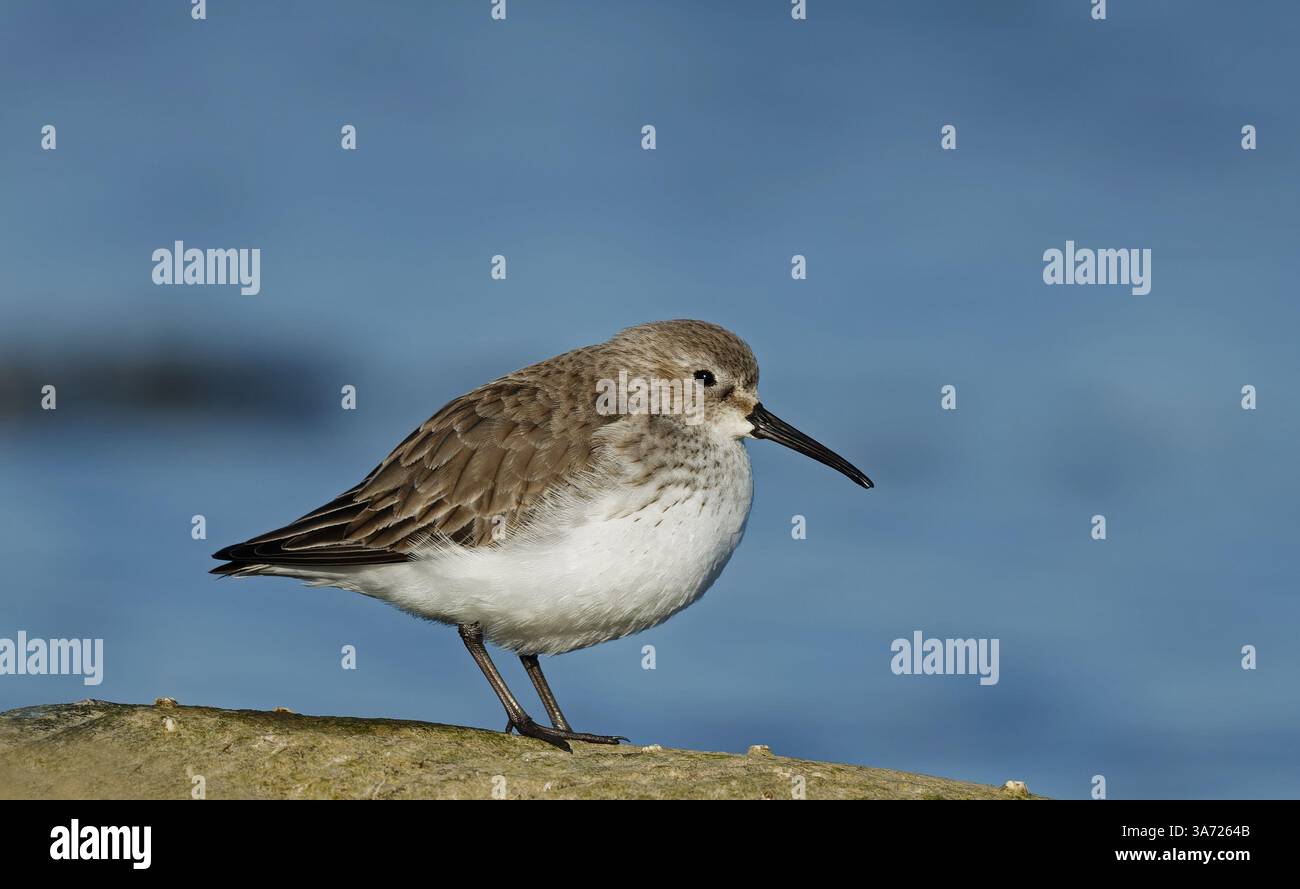 Dunlin in winter plumage on sea rock Stock Photo - Alamy
