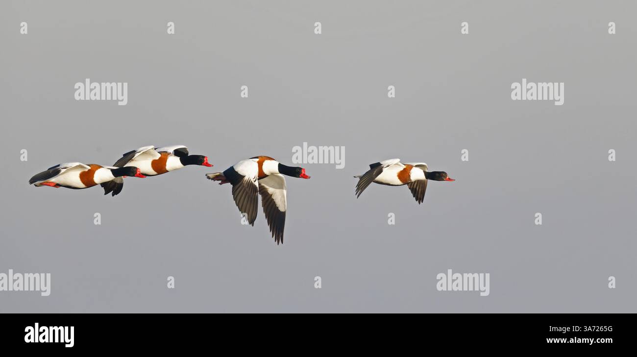 Row of flying birds hi-res stock photography and images - Alamy