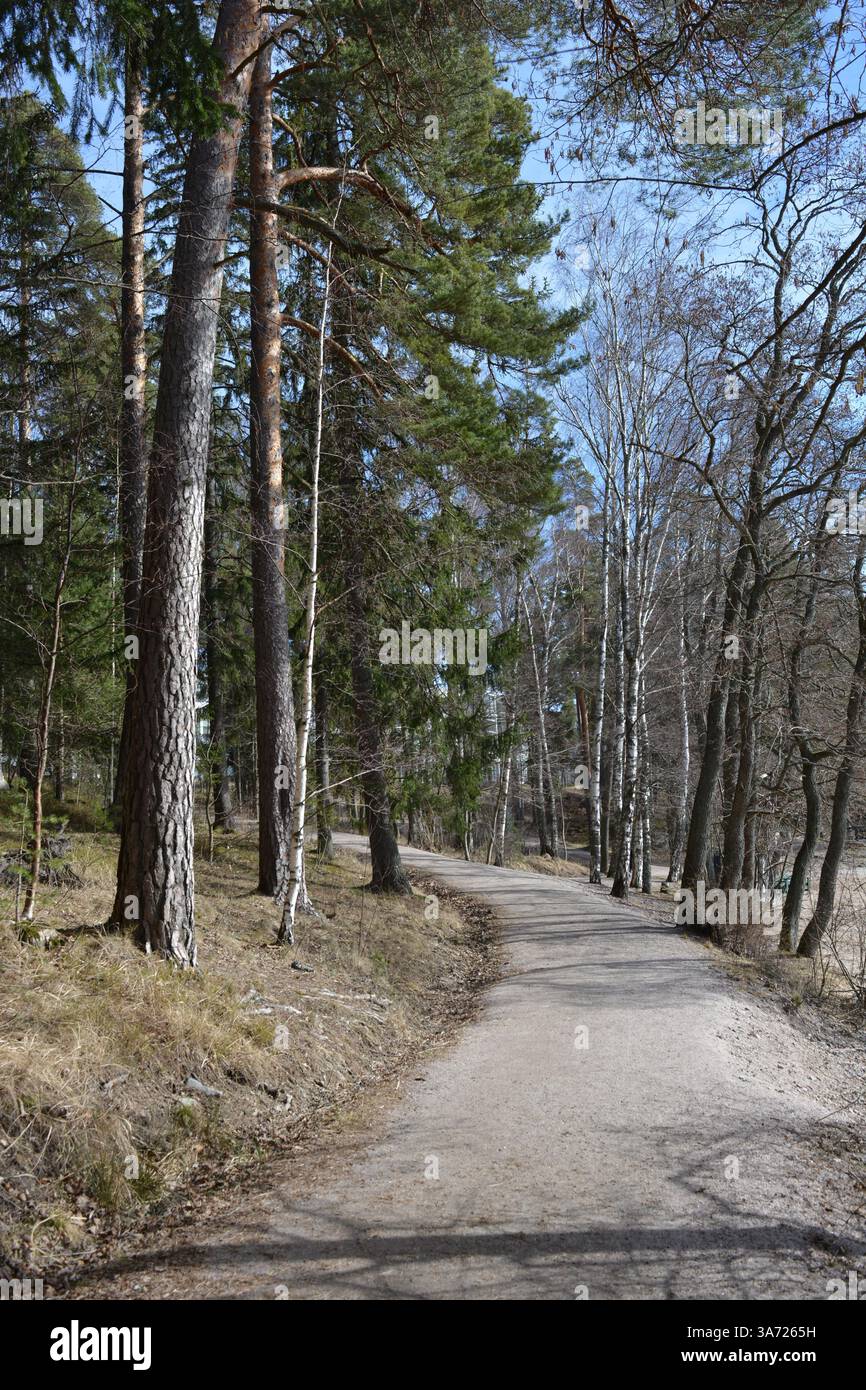 Beautiful, unusual nature, spring sun rays. Wide trampled paths, roads ...
