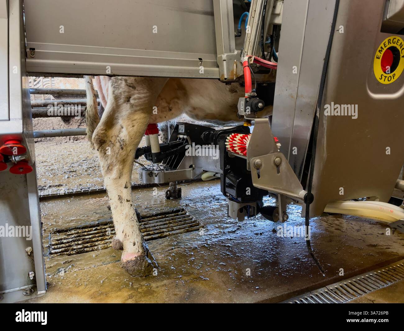 Udder of a dutch cow being milked by a milking robot Stock Photo - Alamy