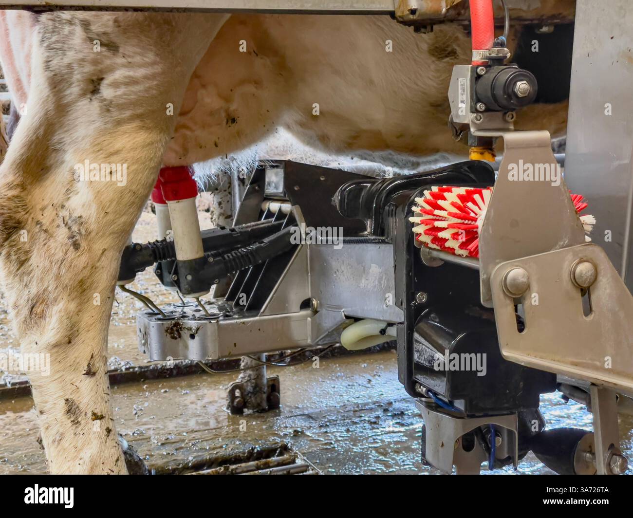 Udder of a dutch cow being milked by a milking robot Stock Photo - Alamy