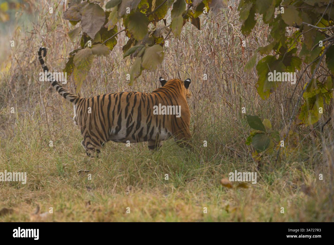 Male bengal tiger hi-res stock photography and images - Alamy