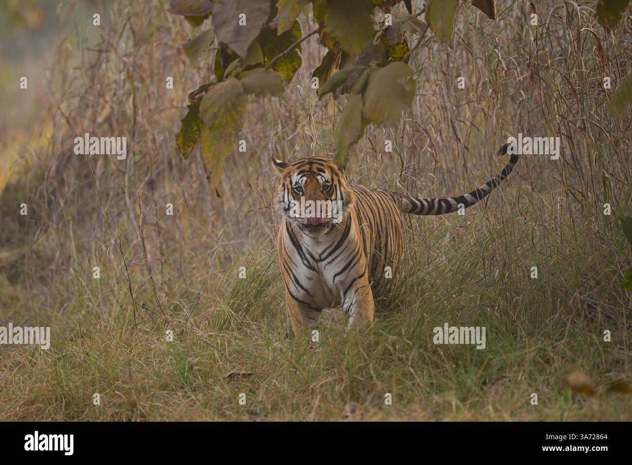 Male bengal tiger hi-res stock photography and images - Alamy