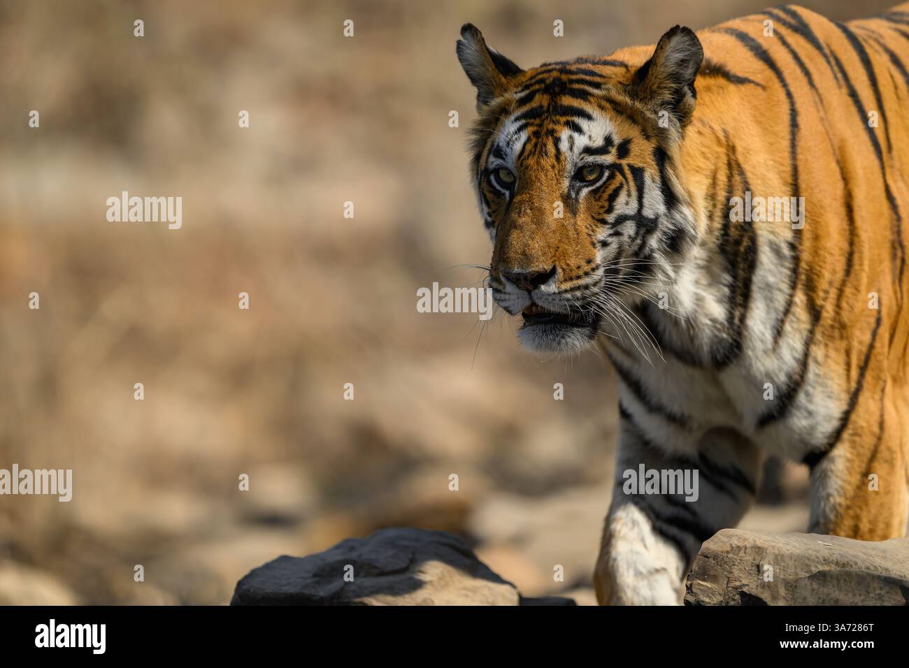 Bengal tiger in Panna Tiger Reserve, India Stock Photo - Alamy