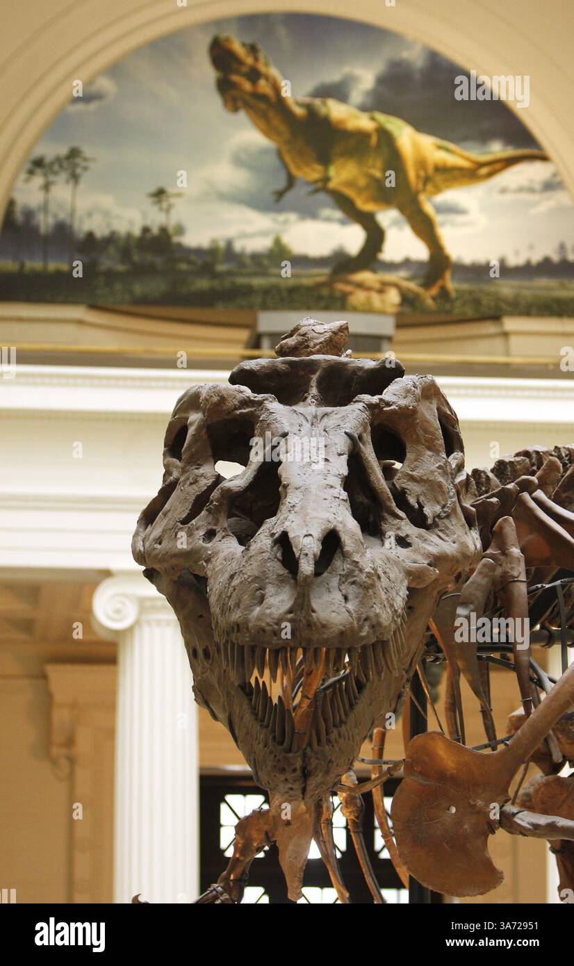 May 20, 2010 - Chicago, Illinois, USA - Chicagoâ€™s Field Museum of ...