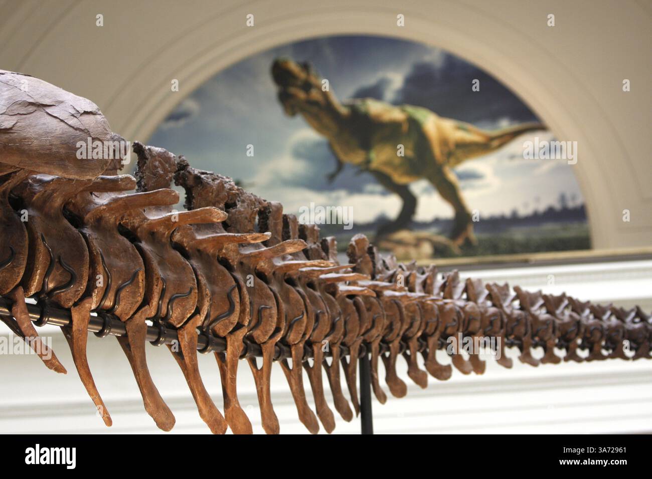 May 20, 2010 - Chicago, Illinois, USA - Chicagoâ€™s Field Museum of ...
