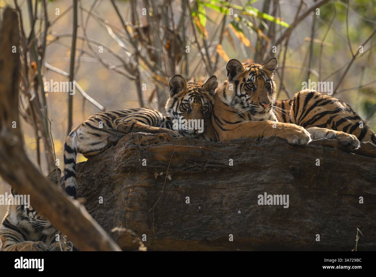 Bengal tiger in Panna Tiger Reserve, India Stock Photo - Alamy