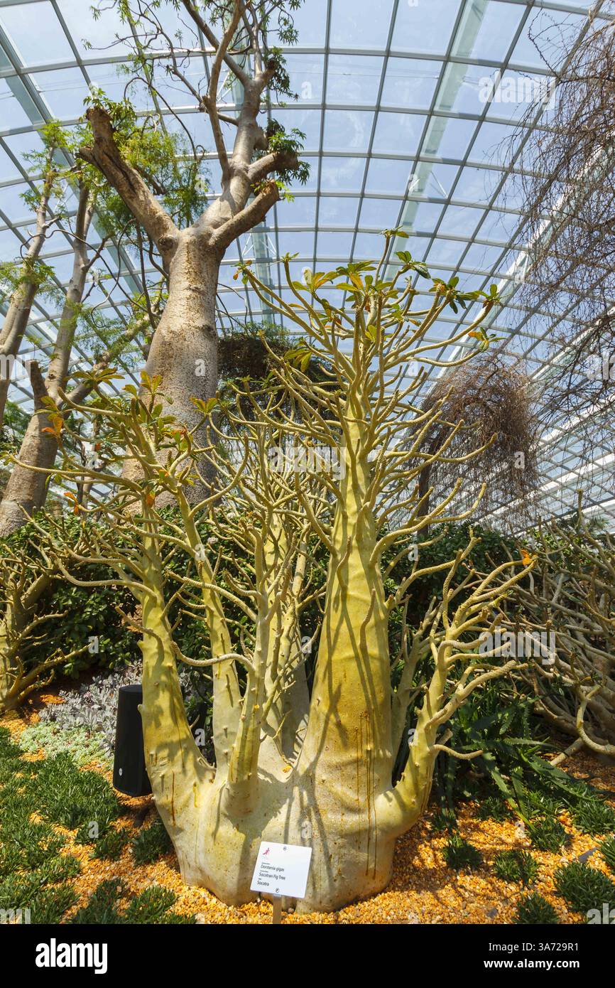 Aug. 19, 2014 - Singapore, SINGAPORE - Socotran Fig tree (Dorstenia ...