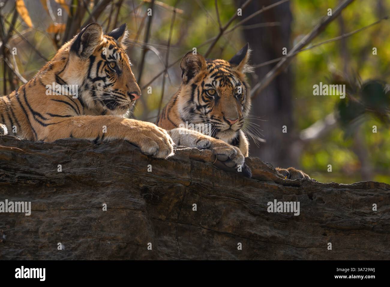 Bengal tigers in rocks hi-res stock photography and images - Alamy