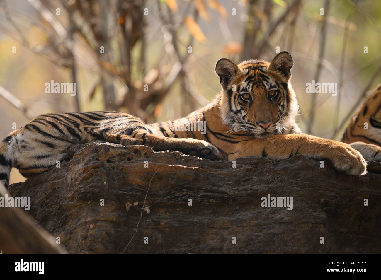 Bengal tiger in Panna Tiger Reserve, India Stock Photo - Alamy