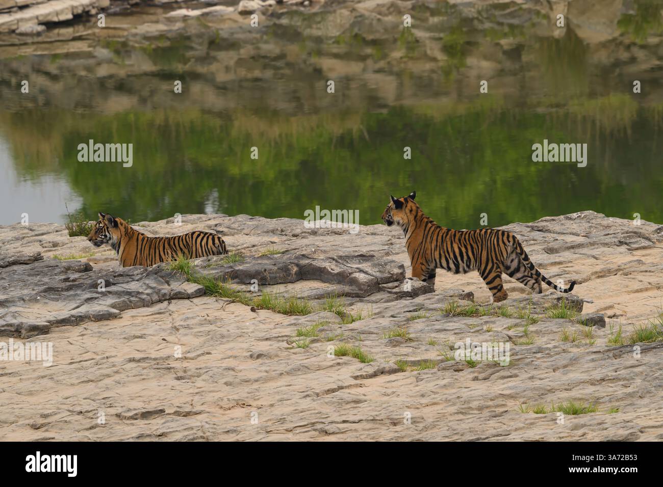 Bengal tiger in Panna Tiger Reserve, India Stock Photo - Alamy