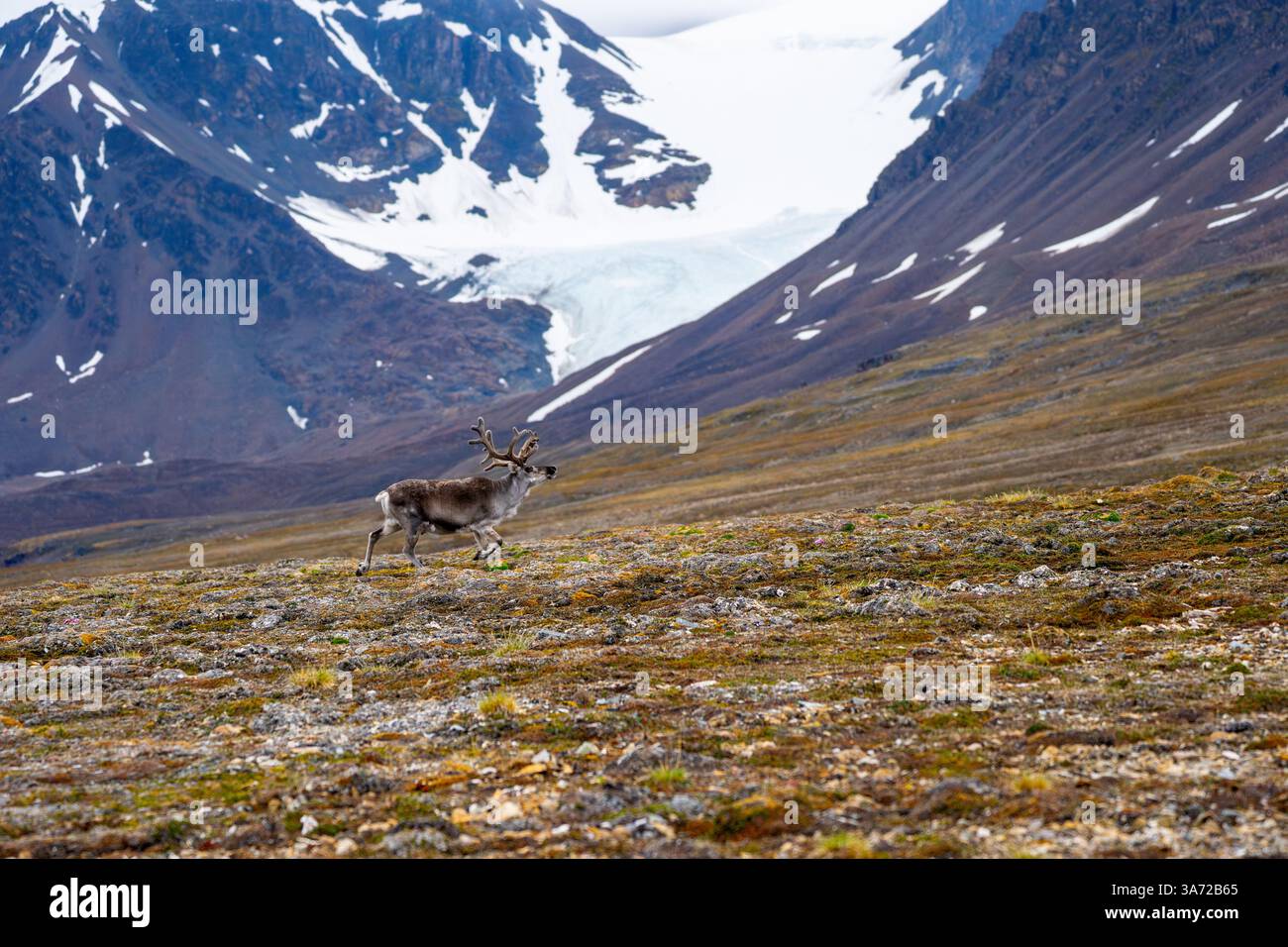 Svalbard rangifer tarandus hi-res stock photography and images - Alamy