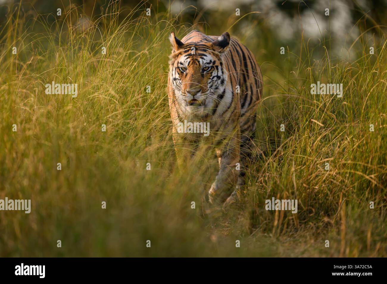 Bengal tiger in grassy area in Panna Tiger Reserve, Madhya Pradesh ...