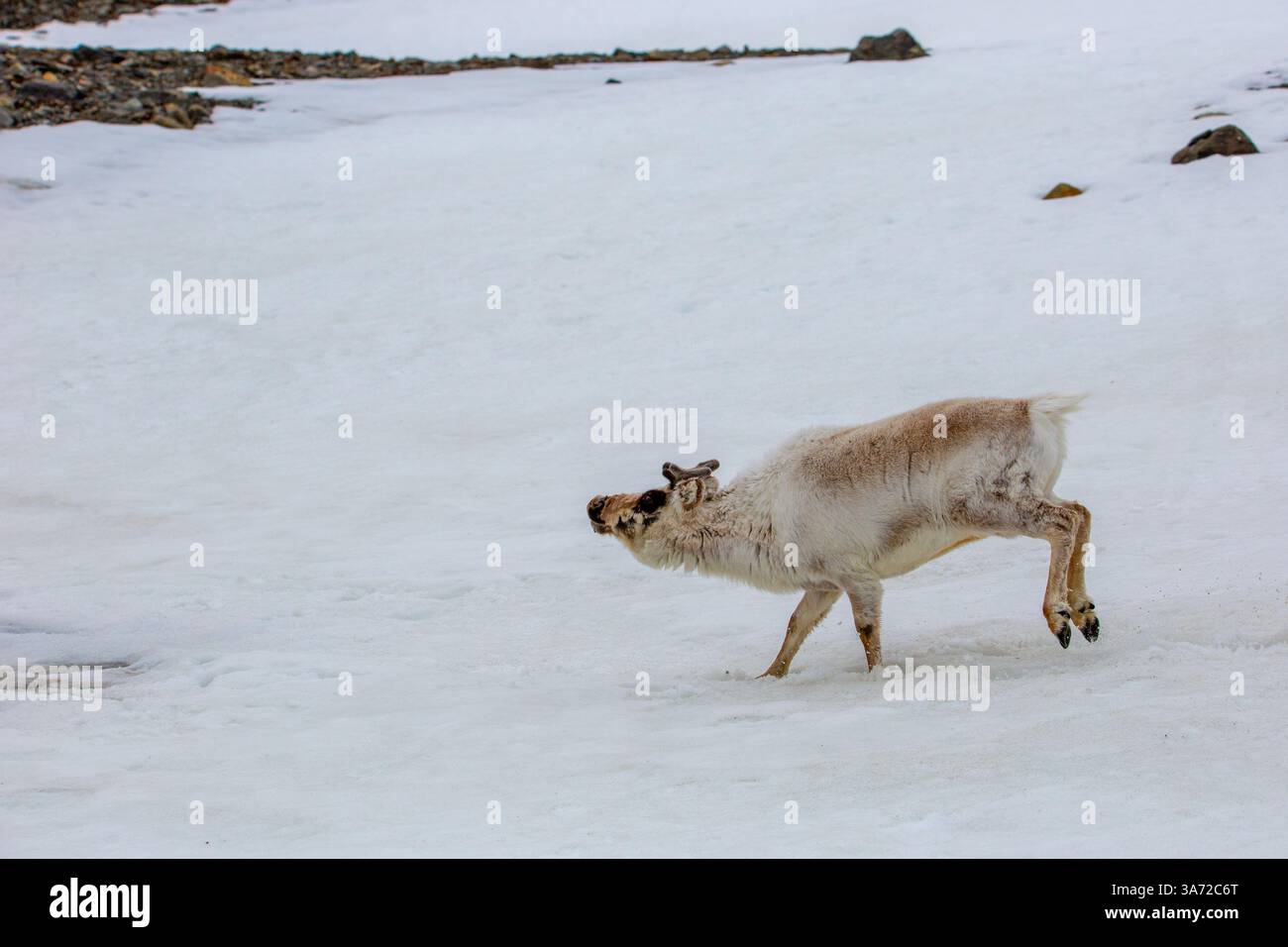 Svalbard Reindeer running in Spitsbergen Stock Photo - Alamy