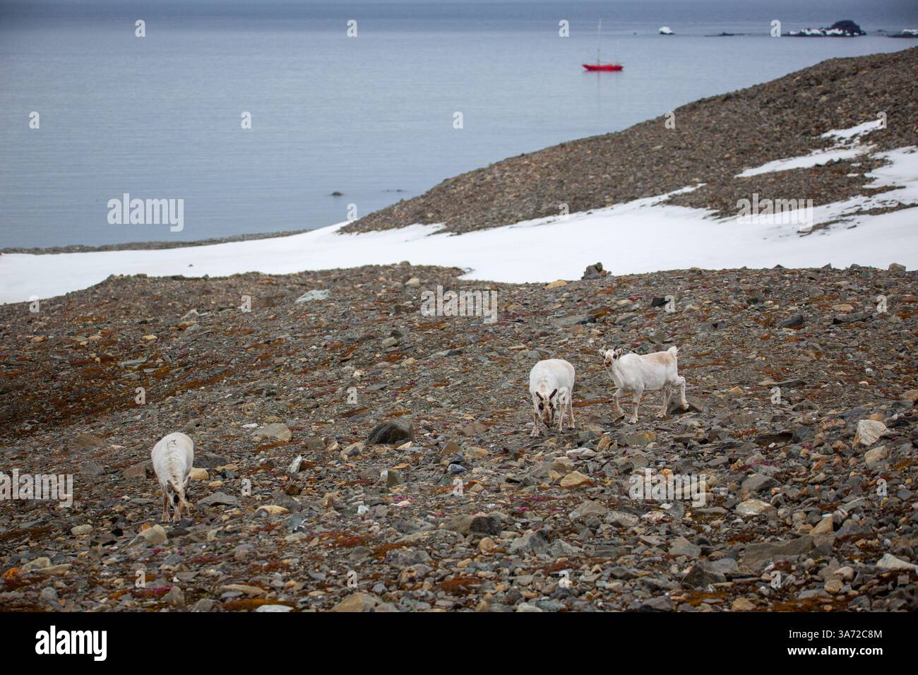 Grazing reindeer in snow hi-res stock photography and images - Alamy