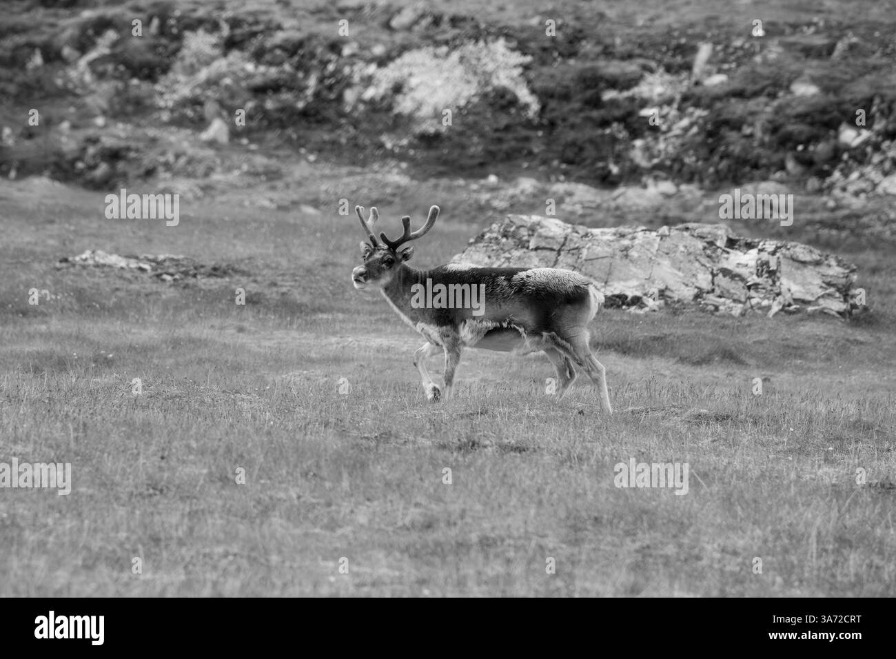 Deer in snow wildlife Black and White Stock Photos & Images - Alamy