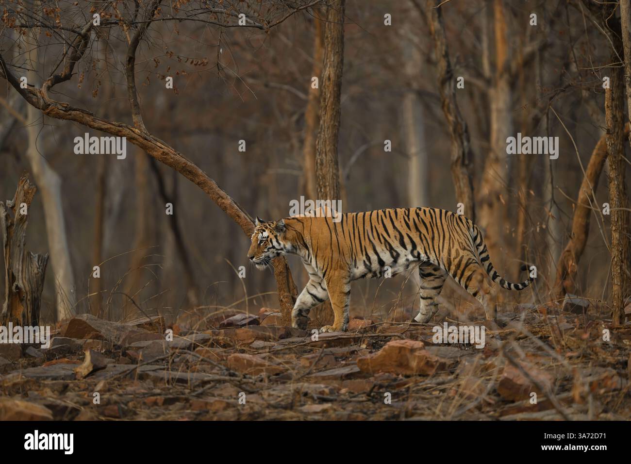 Bengal tiger in Panna Tiger Reserve, India Stock Photo - Alamy
