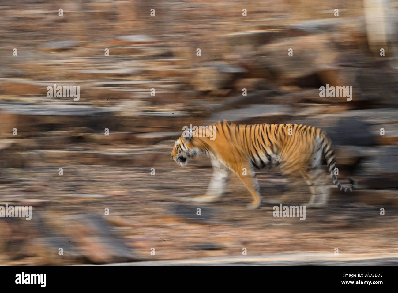 Bengal tiger in Panna Tiger Reserve in Madhya Pradesh, India Stock ...