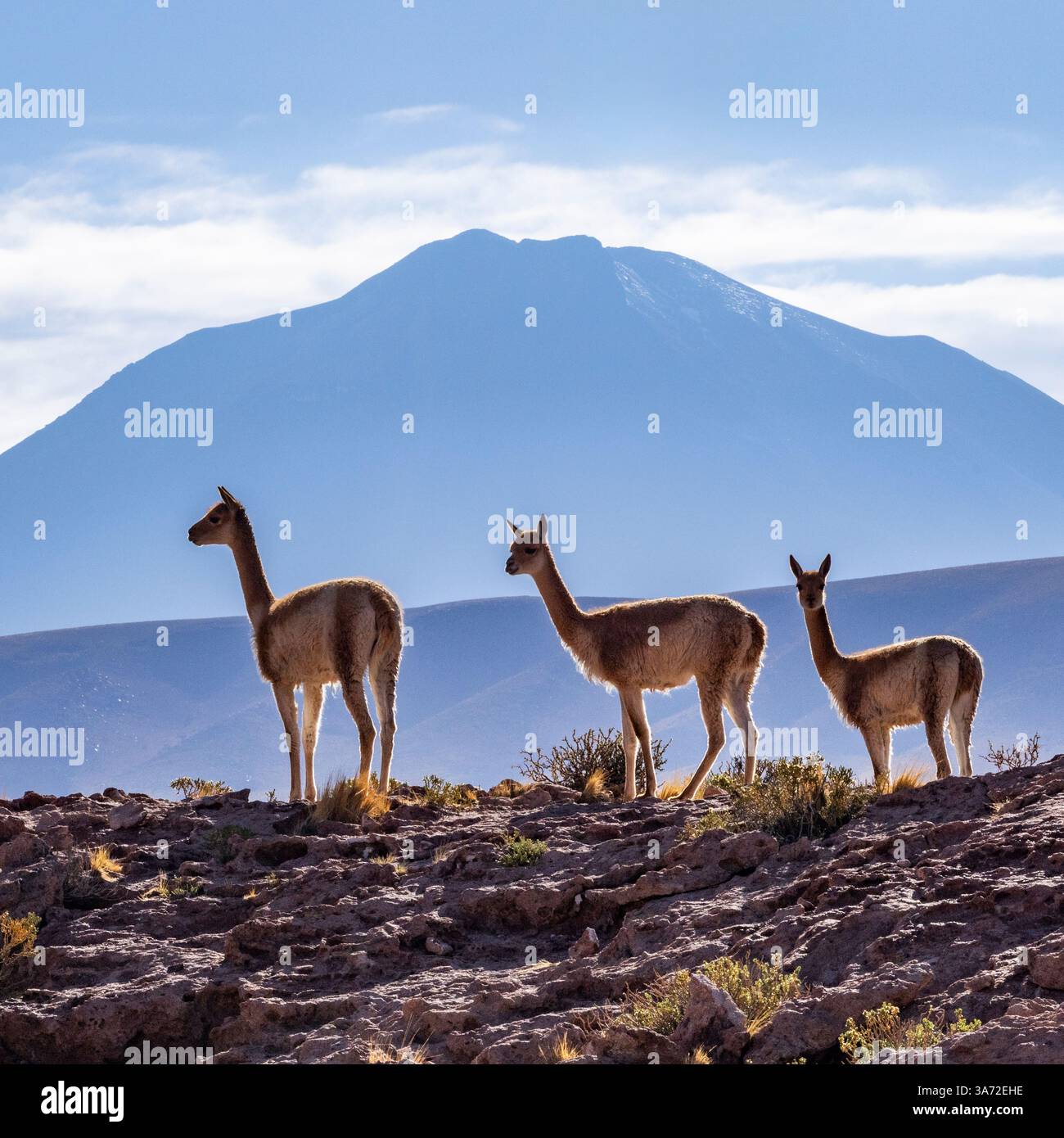 Three wild vicunas in hi-res stock photography and images - Alamy