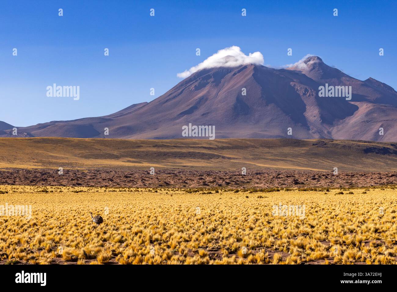 Wild rhea, flightless bird, walking in Atacama Desert Stock Photo - Alamy