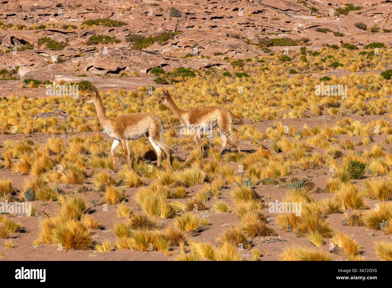 Two wild vicunas in Atacama Desert Stock Photo - Alamy