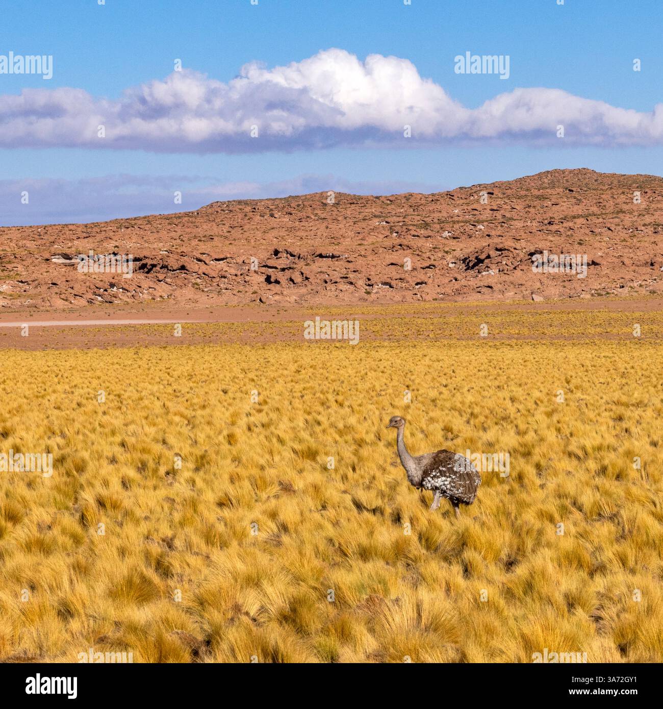 Wild rhea, flightless bird, walking in Atacama Desert Stock Photo - Alamy