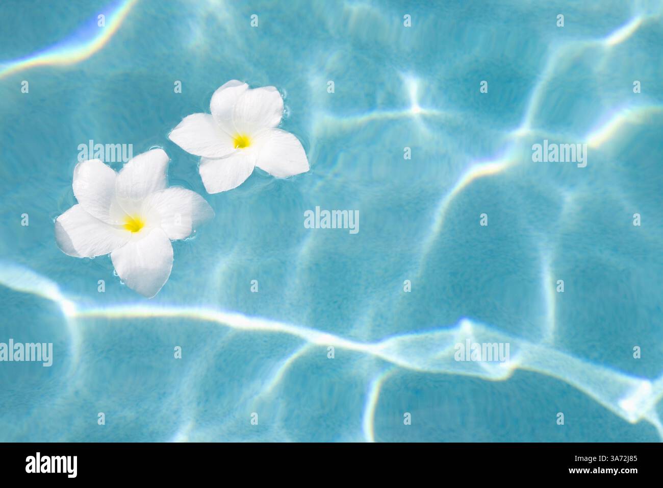 White Plumeria blooms floating on surface of swimming pool Stock Photo ...