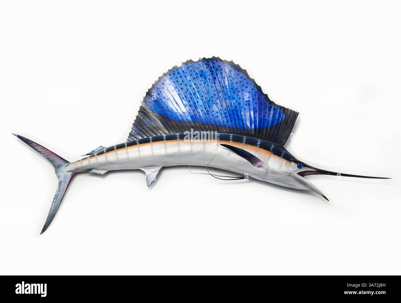 Atlantic Sailfish against white background Stock Photo - Alamy