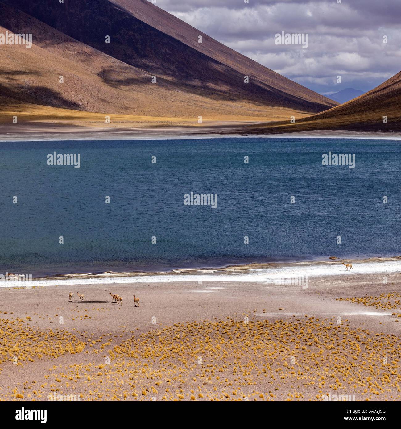 Vicuna at high altitude lake hi-res stock photography and images - Alamy
