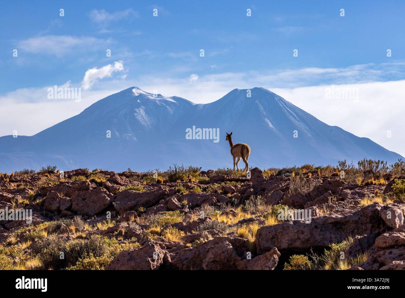 Wild vicuna in rocky Atacama desert landscape Stock Photo - Alamy
