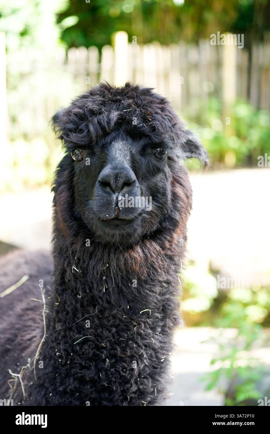Portrait of an alpaca. Animal close-up Stock Photo - Alamy