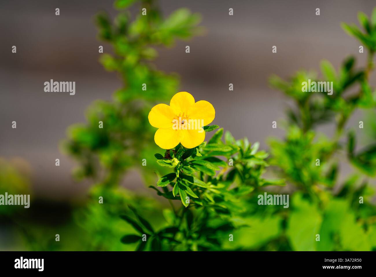 Yellow flowers of the shrubby cinquefoil. Flowering plant close-up ...