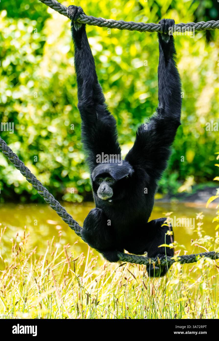 A siamang hangs on a rope in front of a green background. Monkey close ...