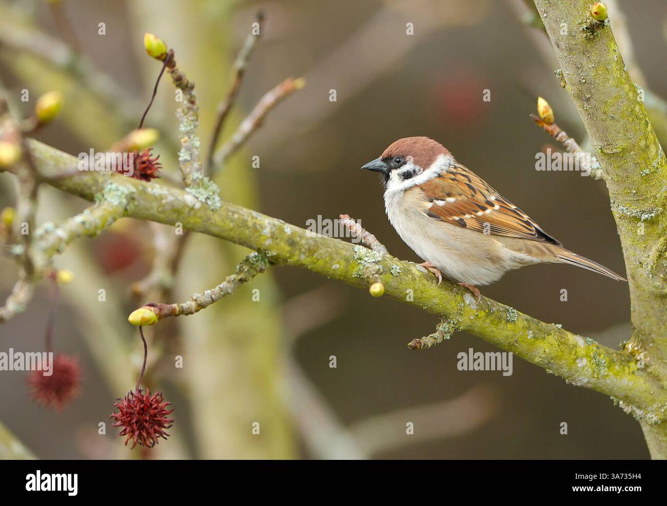 24.03.2025, Tierwelt im Garten, Fürstenried West Muenchen, im Bild ...