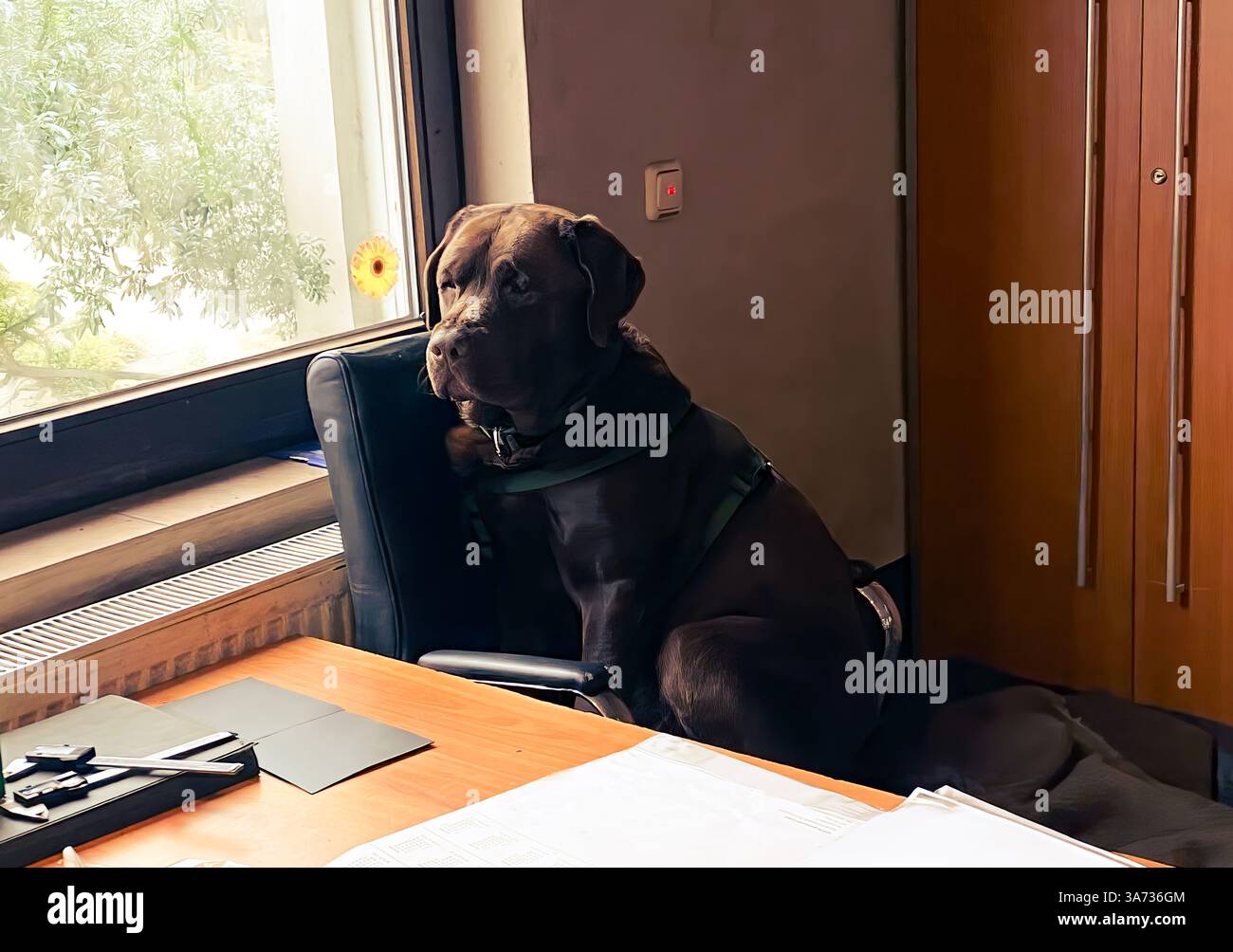 "The Thoughtful Office Dog Stock Photo - Alamy