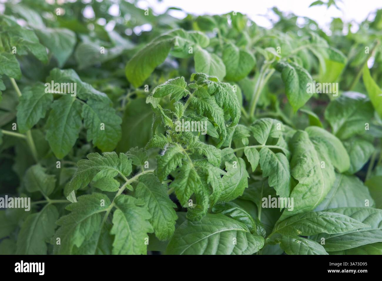Green tomato and pepper seedlings grown from seeds are ready for ...