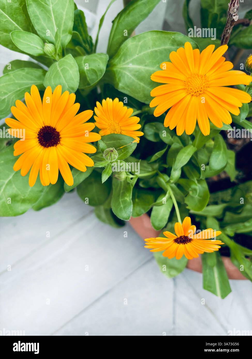 Calendula flowers isolated on a gray background. Orange marigold ...