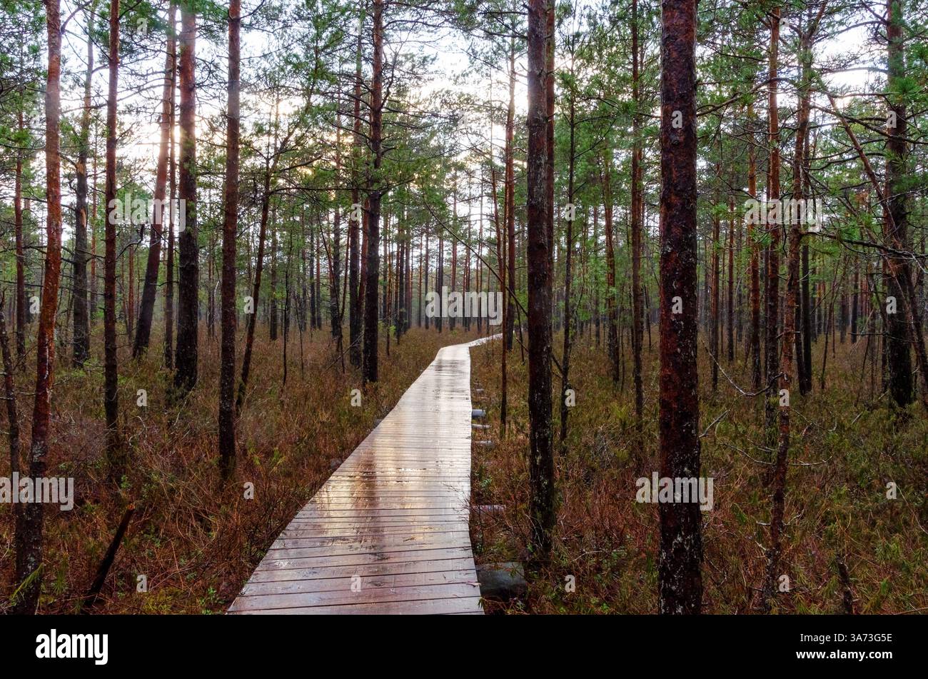 Low angle pine tree peacefull hi-res stock photography and images - Alamy