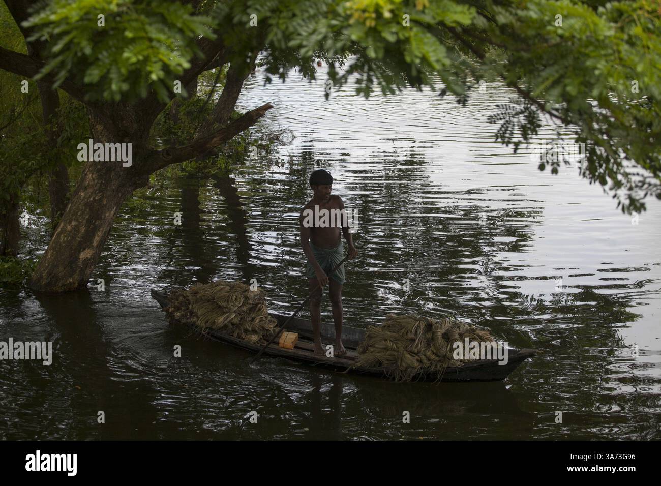 Farmer processing jute from jute hi-res stock photography and images ...