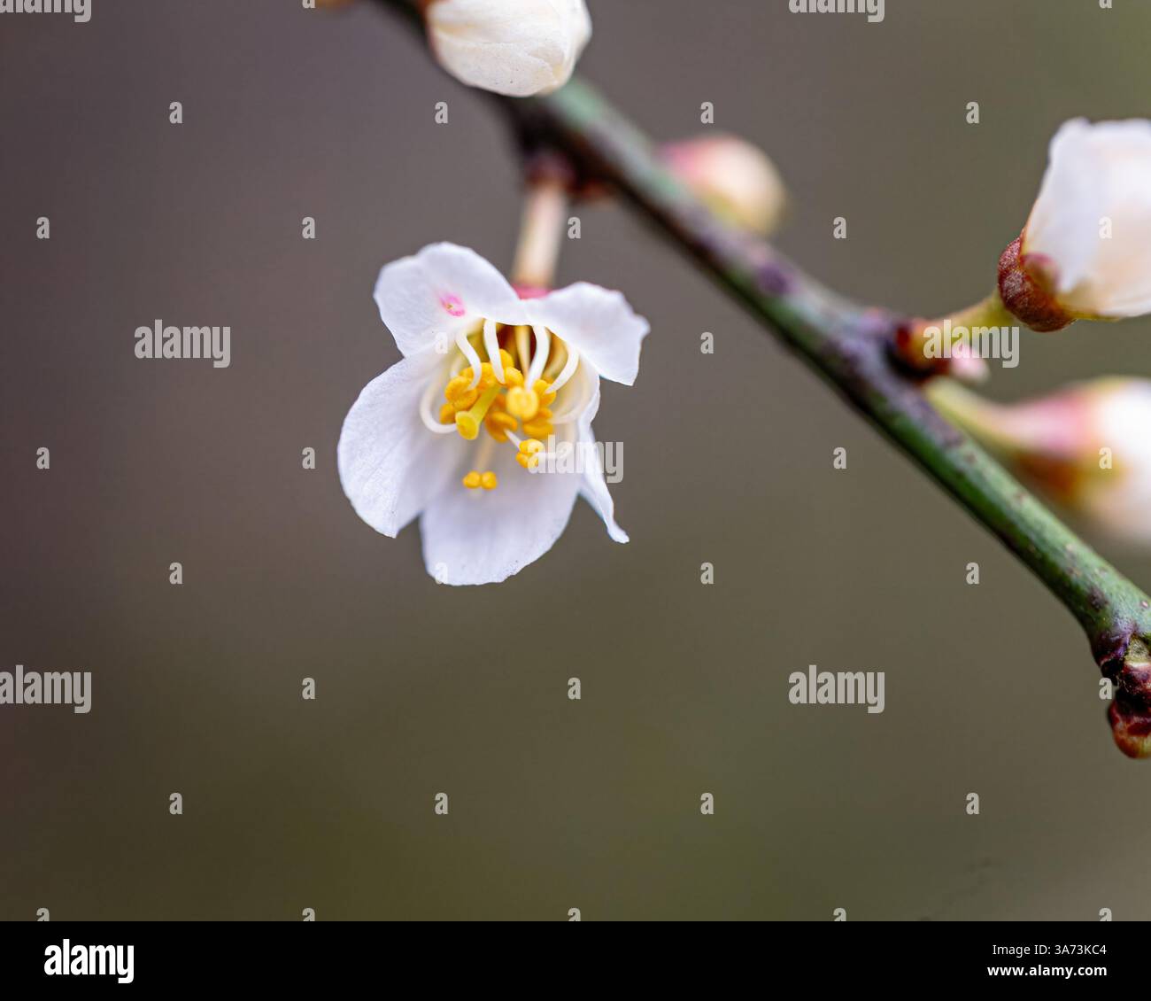 Prunus ‘Snow Goose’ early flowering perennial tree Stock Photo - Alamy
