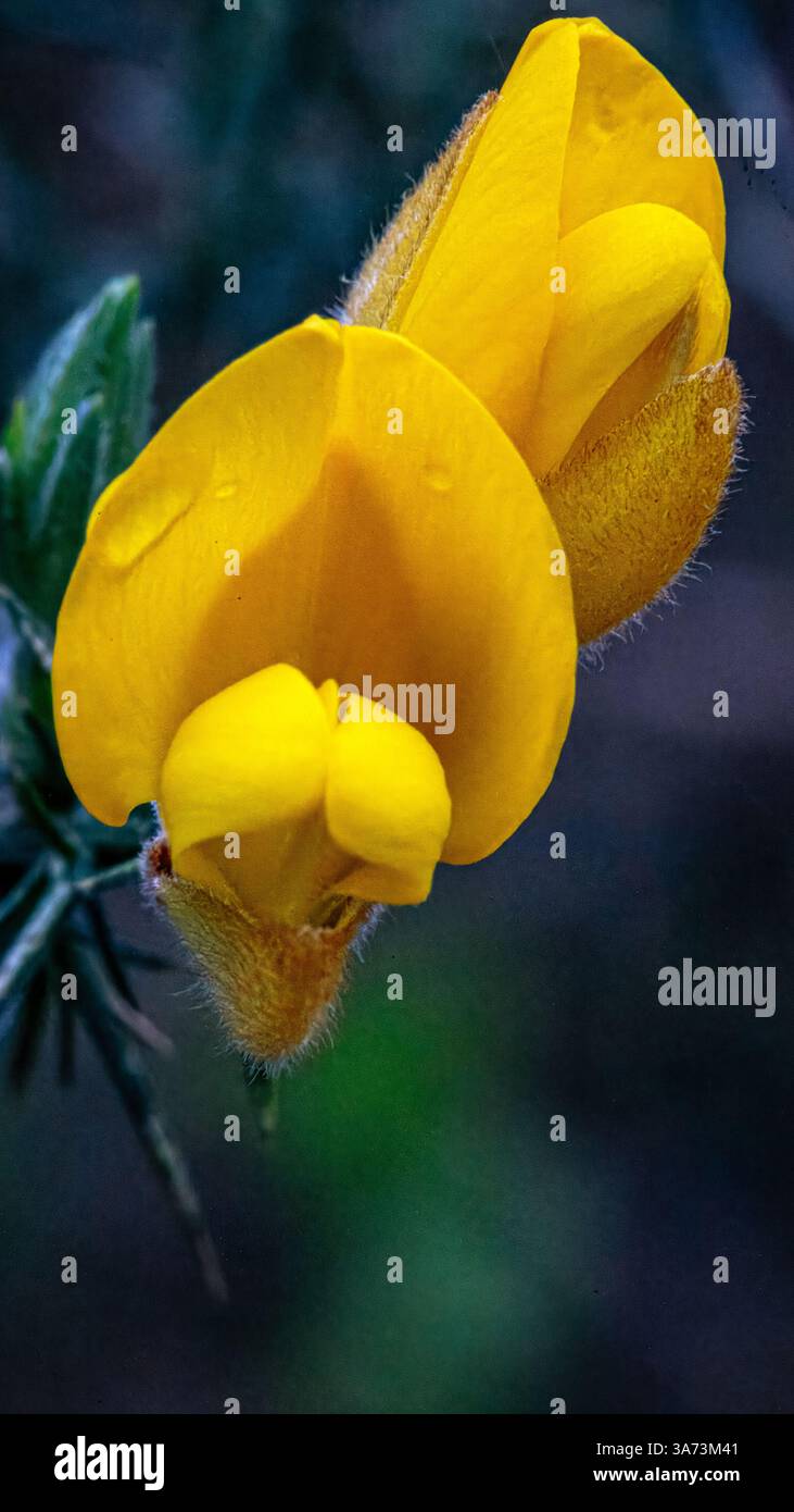 Gorse Flower in Bloom, Macro shot Stock Photo - Alamy