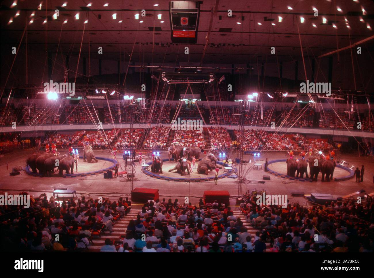 Feb 16, 1989 - New York, New York, U.S. - Three ring act with elephants ...