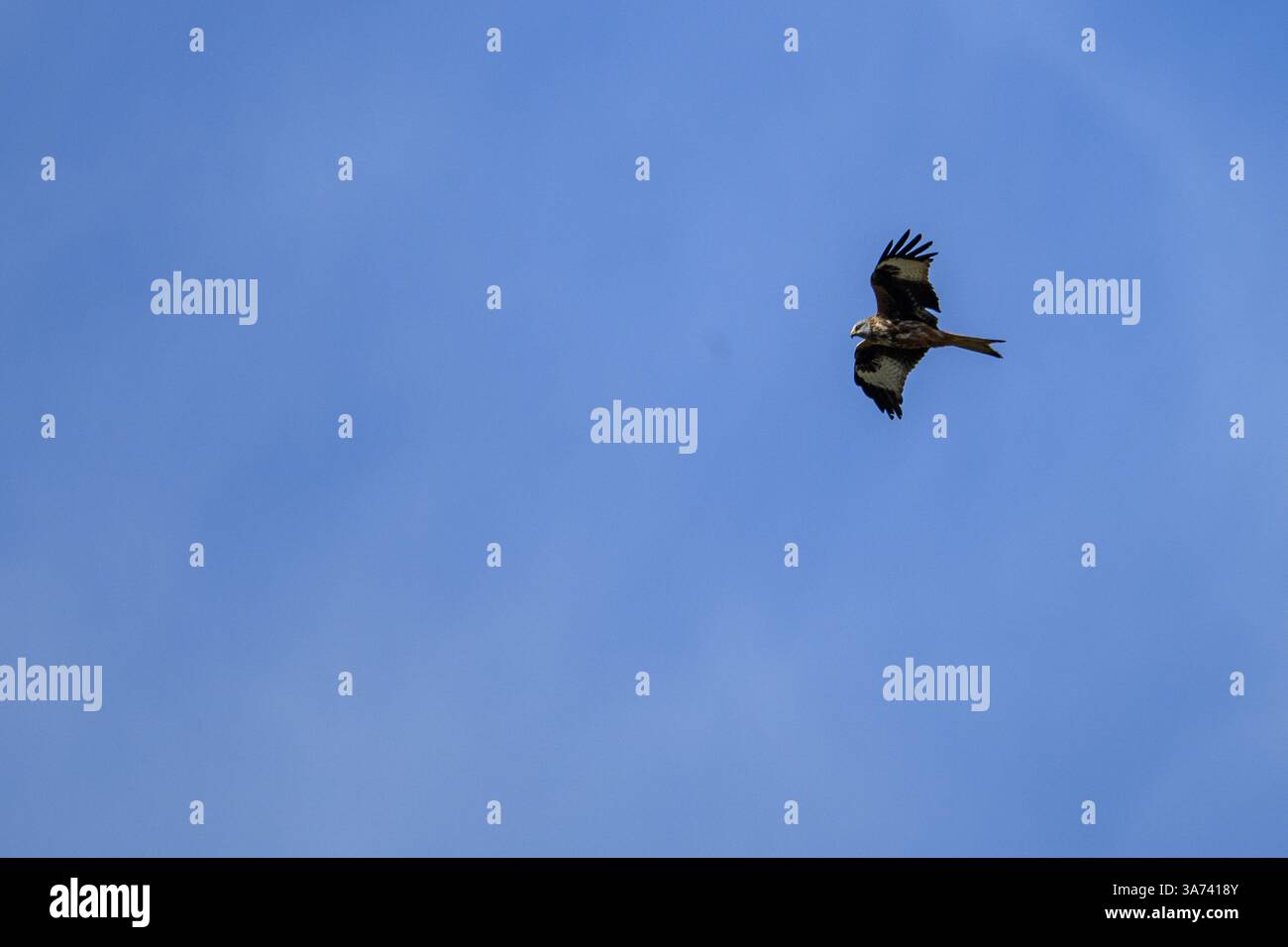 A red kite (Milano Real) soars gracefully through the clear blue sky ...