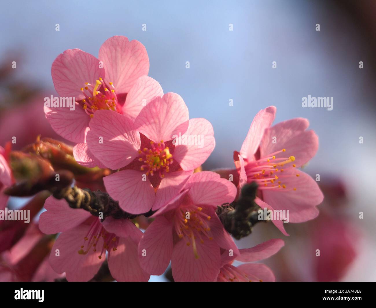 Close-up of the blossoms of a prunus campanulata, also known as Taiwan ...