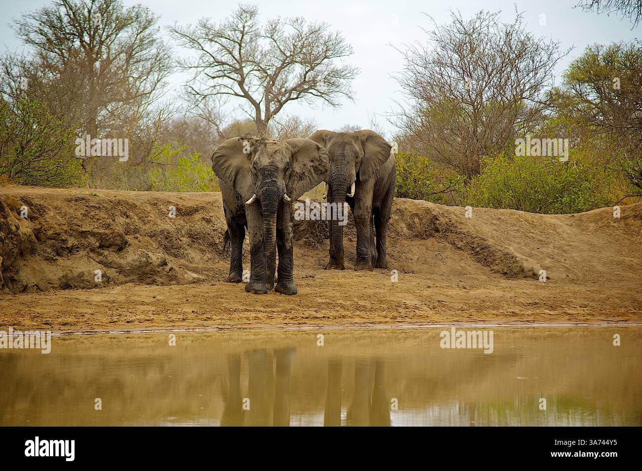 Sept. 21, 2014 - South Africa - African bush elephants are the largest ...