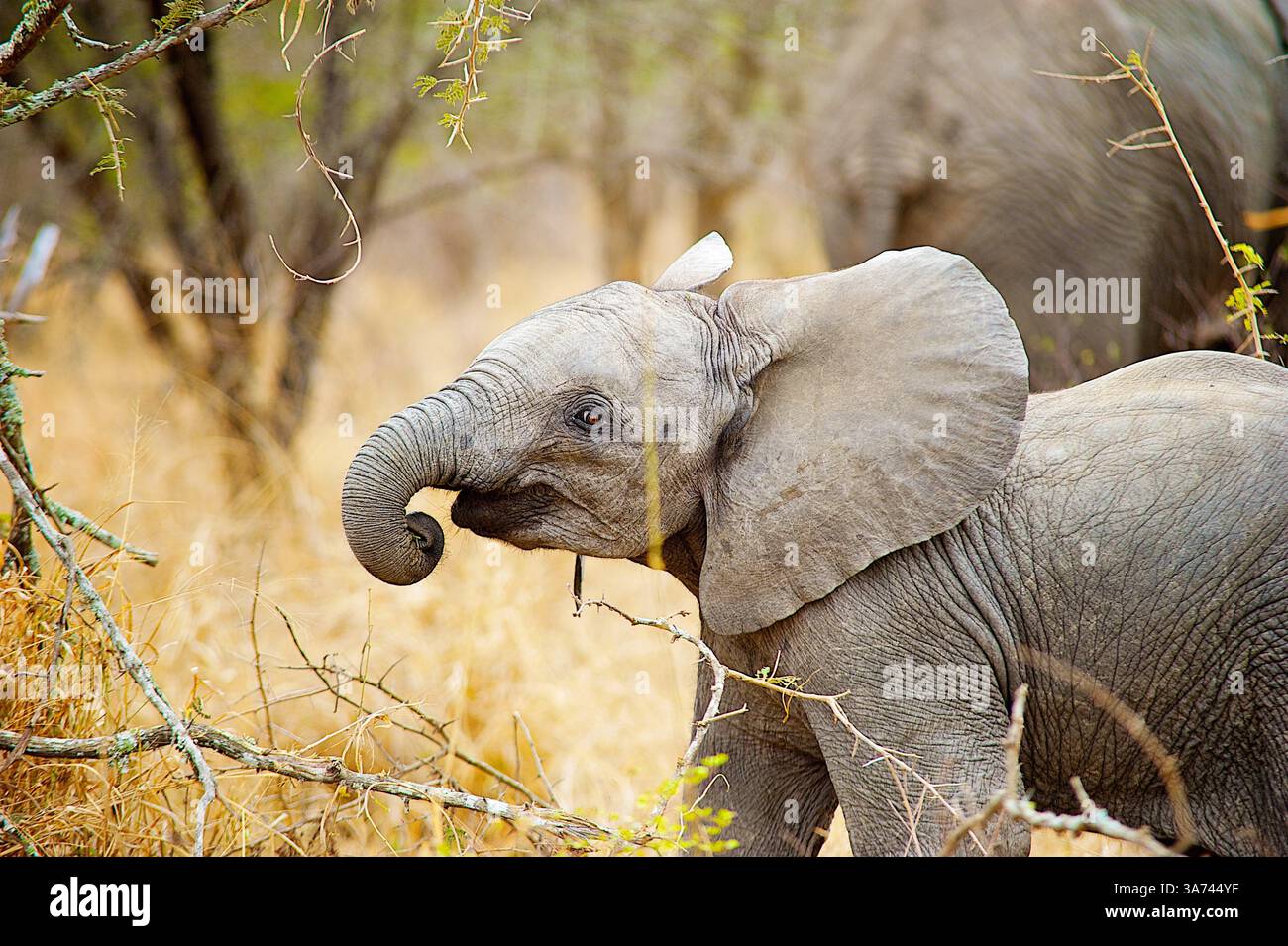 Sept. 22, 2014 - South Africa - African bush elephants are the largest ...