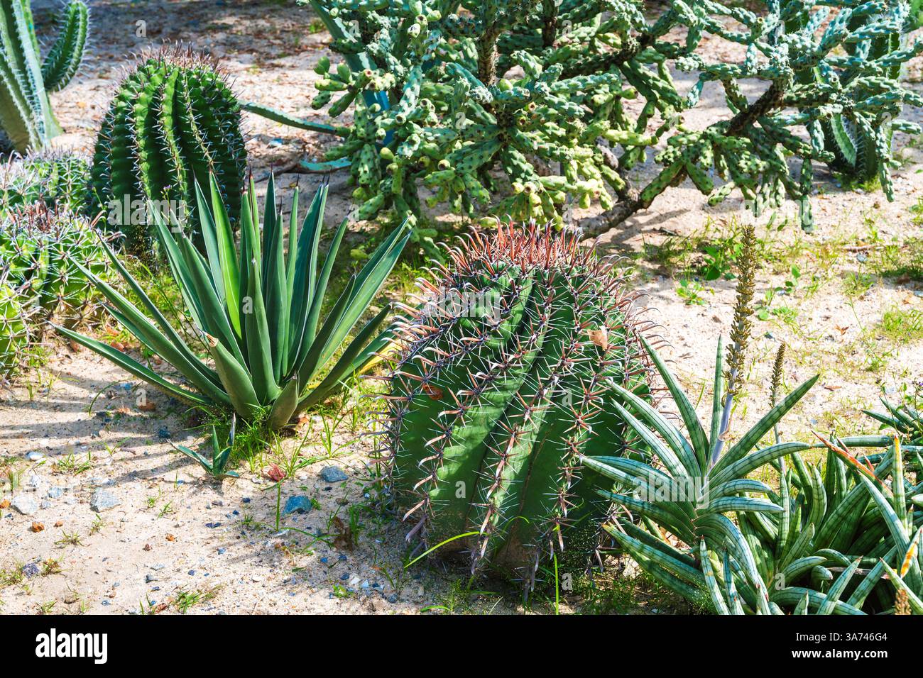 various varieties and species of cacti and succulents grow in the ...