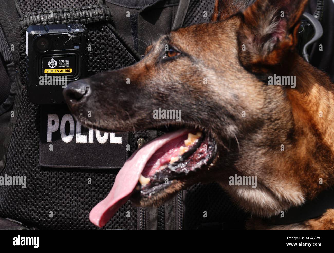 Police dog Amber with handler PC Scott McMaster during the Police ...