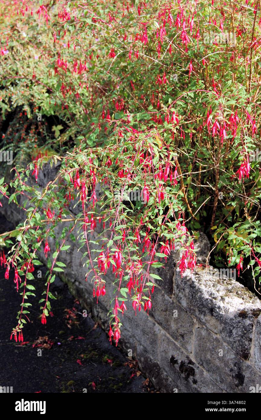 Fuchsia bush in bloom, trailing over a stone wall in the Derbyshire ...