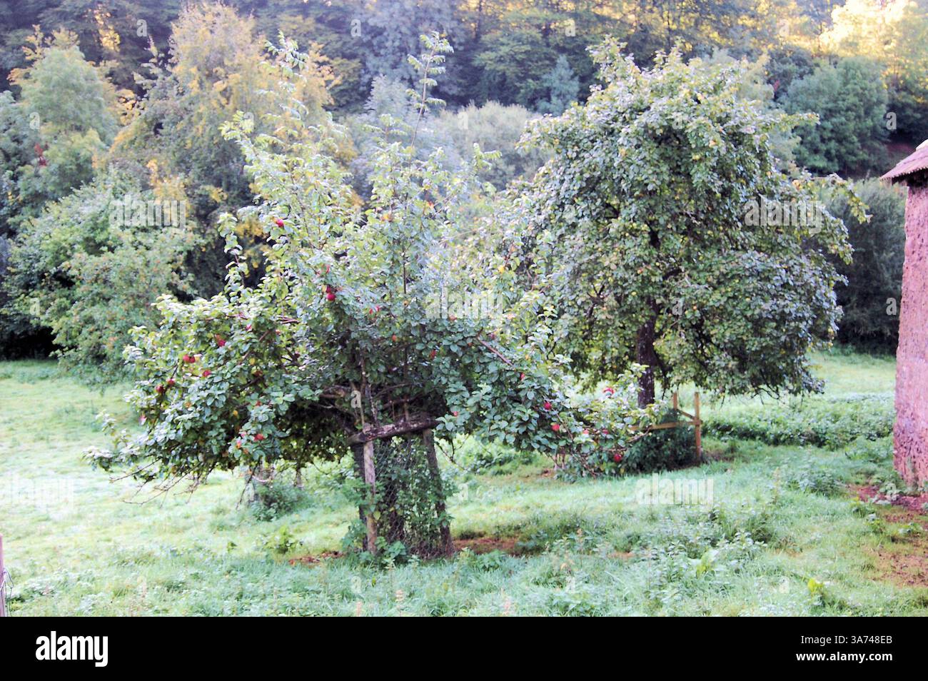Overgrown apple trees in a rough field in Devon, UK Stock Photo - Alamy